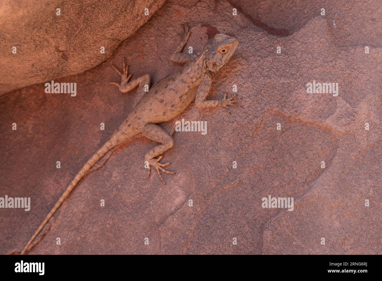 view in the Sahara desert of Tadrart rouge tassili najer in Djanet City ...