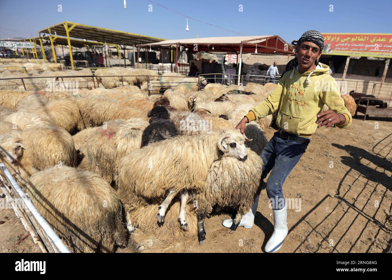 (160911) -- AMMAN, Sept. 11, 2016 -- A vendor sells sheep at Baqaa ...