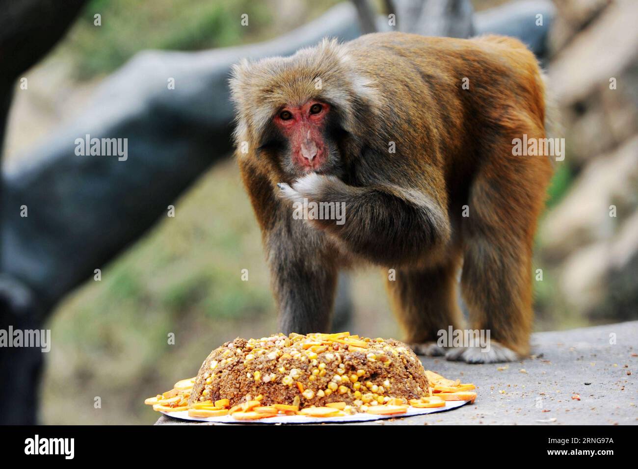 Monkey eat fruits vegetables hi-res stock photography and images - Alamy