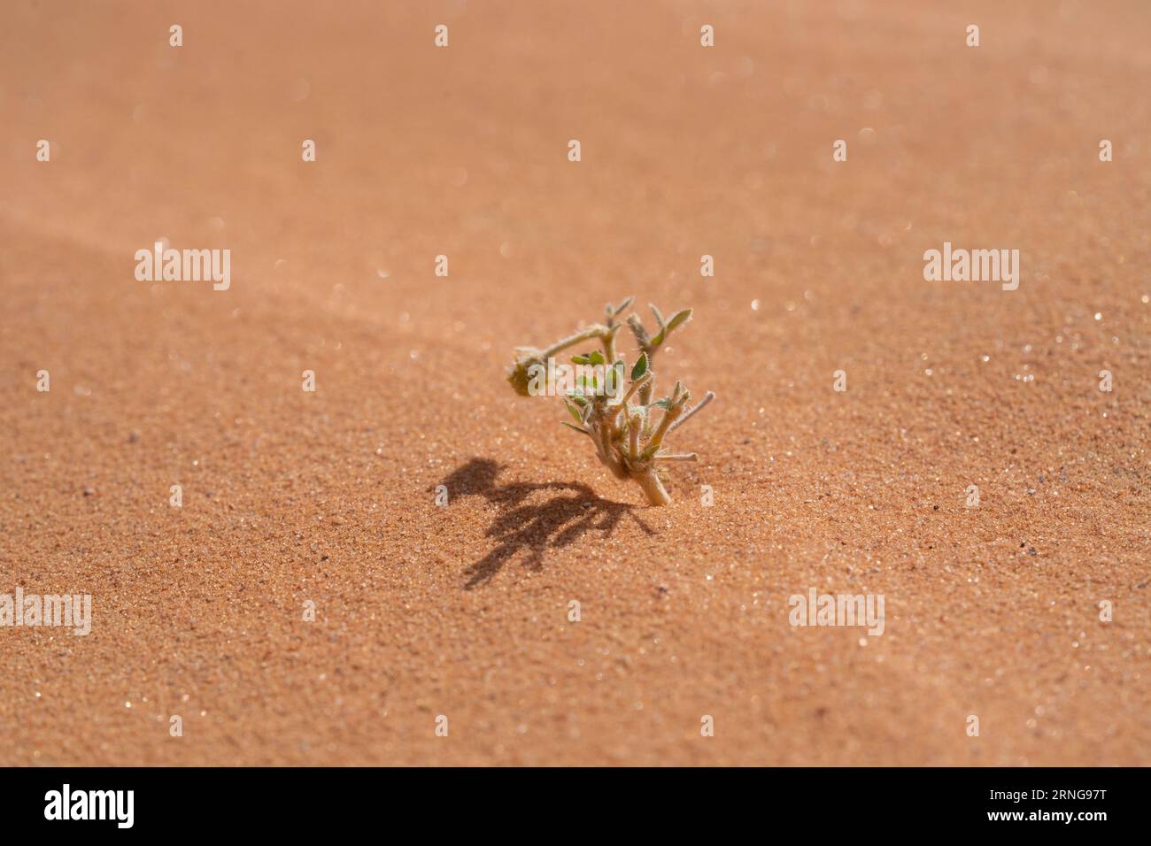 view in the Sahara desert of Tadrart rouge tassili najer in Djanet City ...