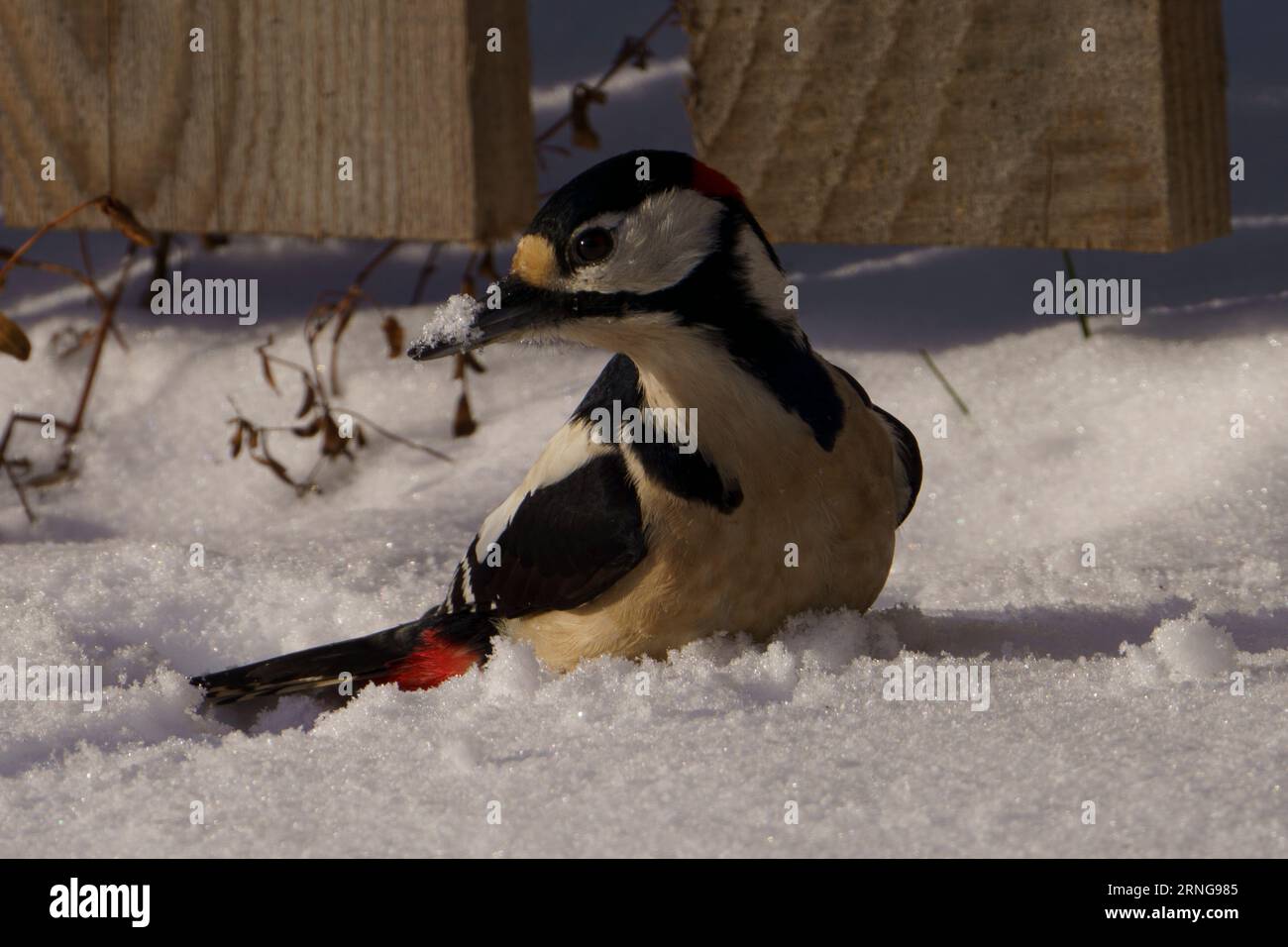 Lithuanian woodpeckers hi-res stock photography and images - Alamy