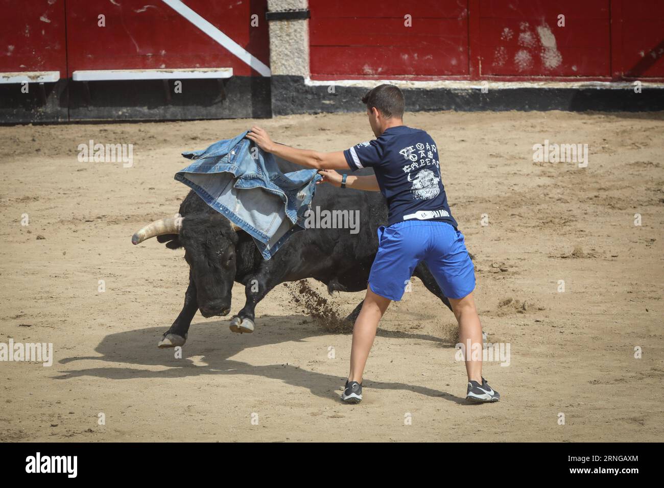 Bull chasing man hi-res stock photography and images - Alamy