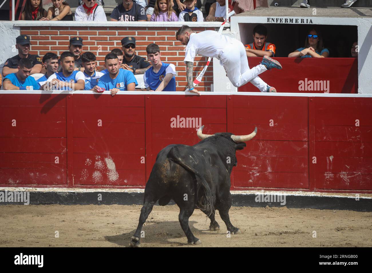 Madrid, Spain. 01st Sep, 2023. A bull observes the bullfighters behind ...