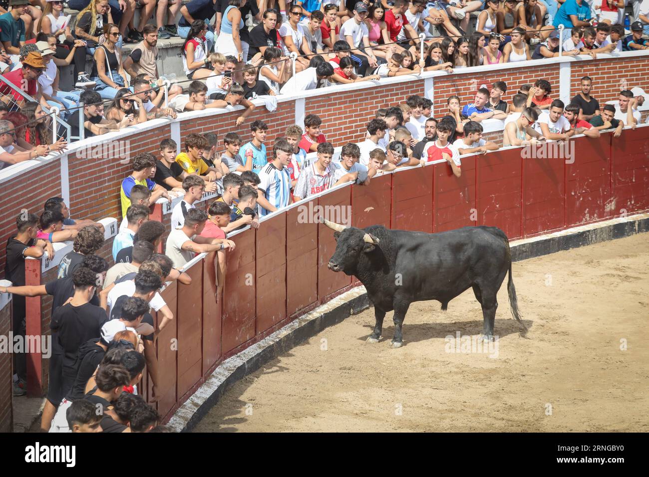 Madrid, Spain. 01st Sep, 2023. A bull observes the bullfighters behind ...