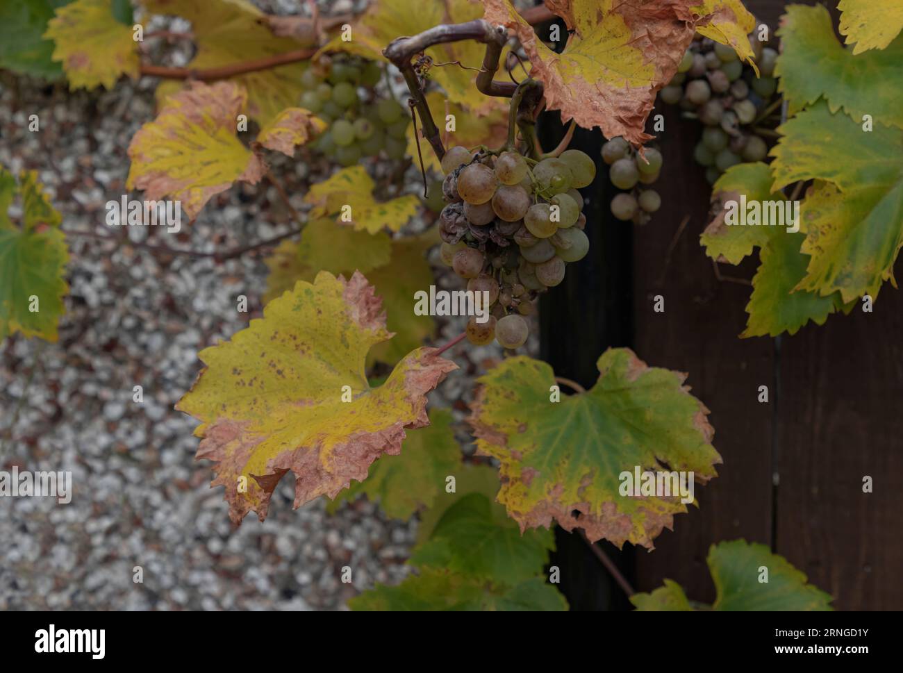 Late harvest grapes hanging and rotting on the vine building up sugars ...