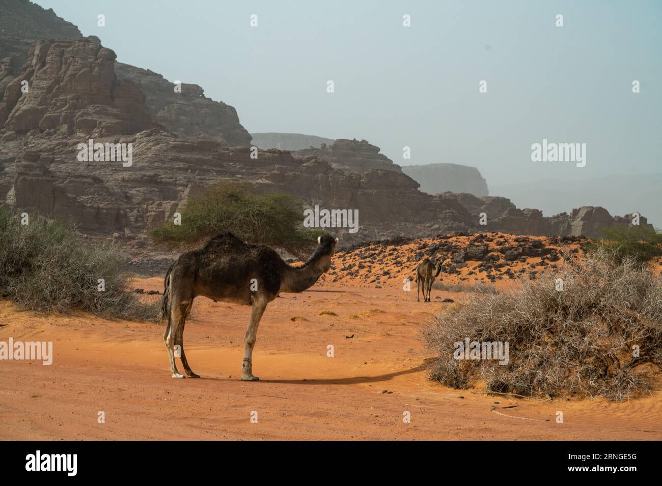 view in the Sahara desert of Tadrart rouge tassili najer in Djanet City ...