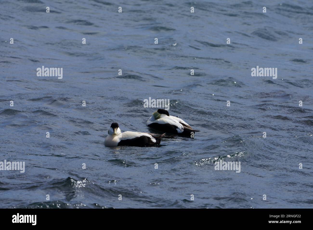 Somateria mollissima Family Anatidae Genus Somateria Common eider wild ...