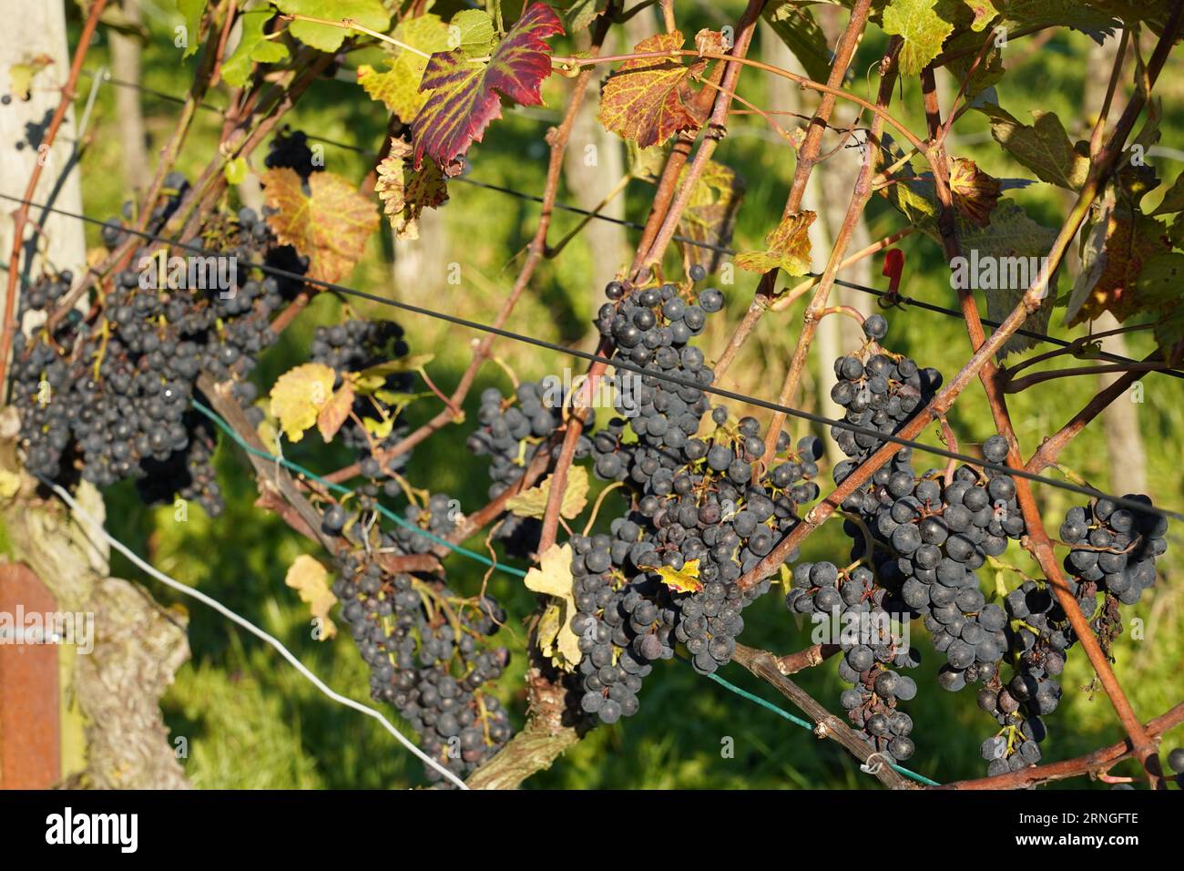 Table grape vineyard hi-res stock photography and images - Alamy