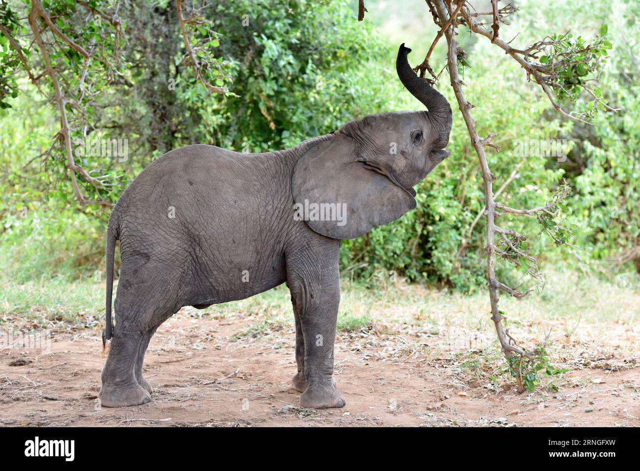 Flora e fauna africa hi-res stock photography and images - Alamy