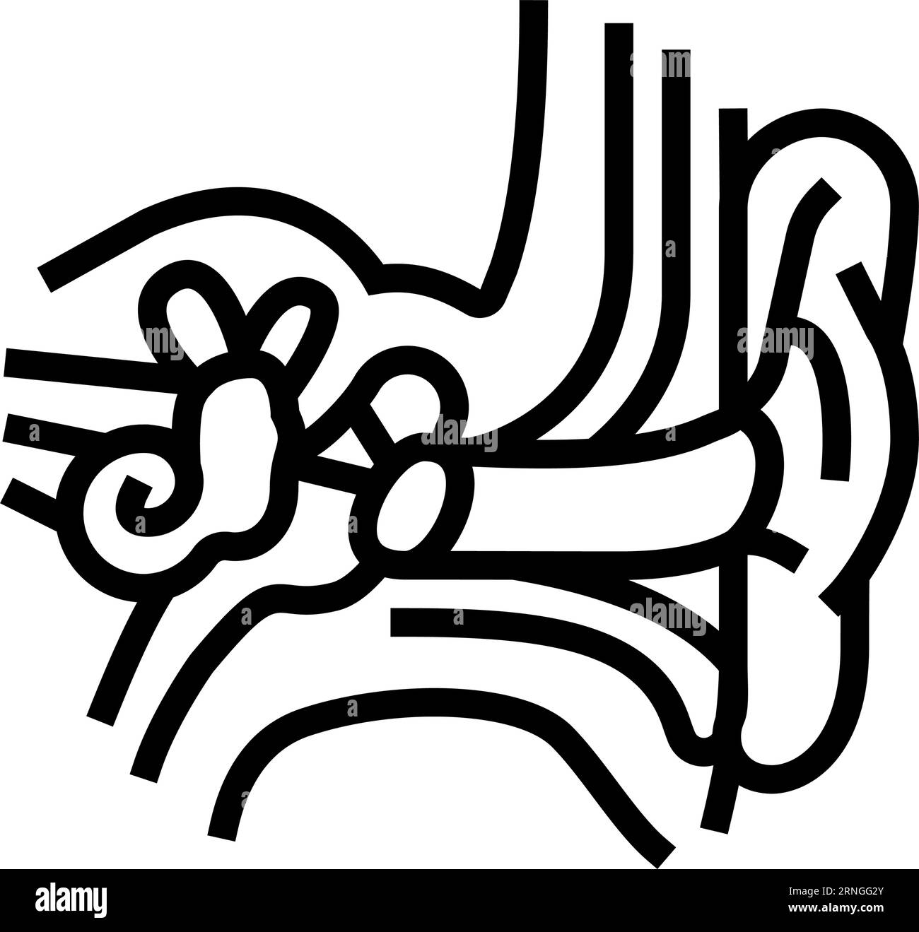 ear anatomy audiologist doctor line icon vector illustration Stock ...