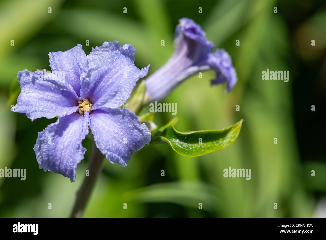 Close up of tube clematis (clematis heracleifolia) flowers in bloom ...