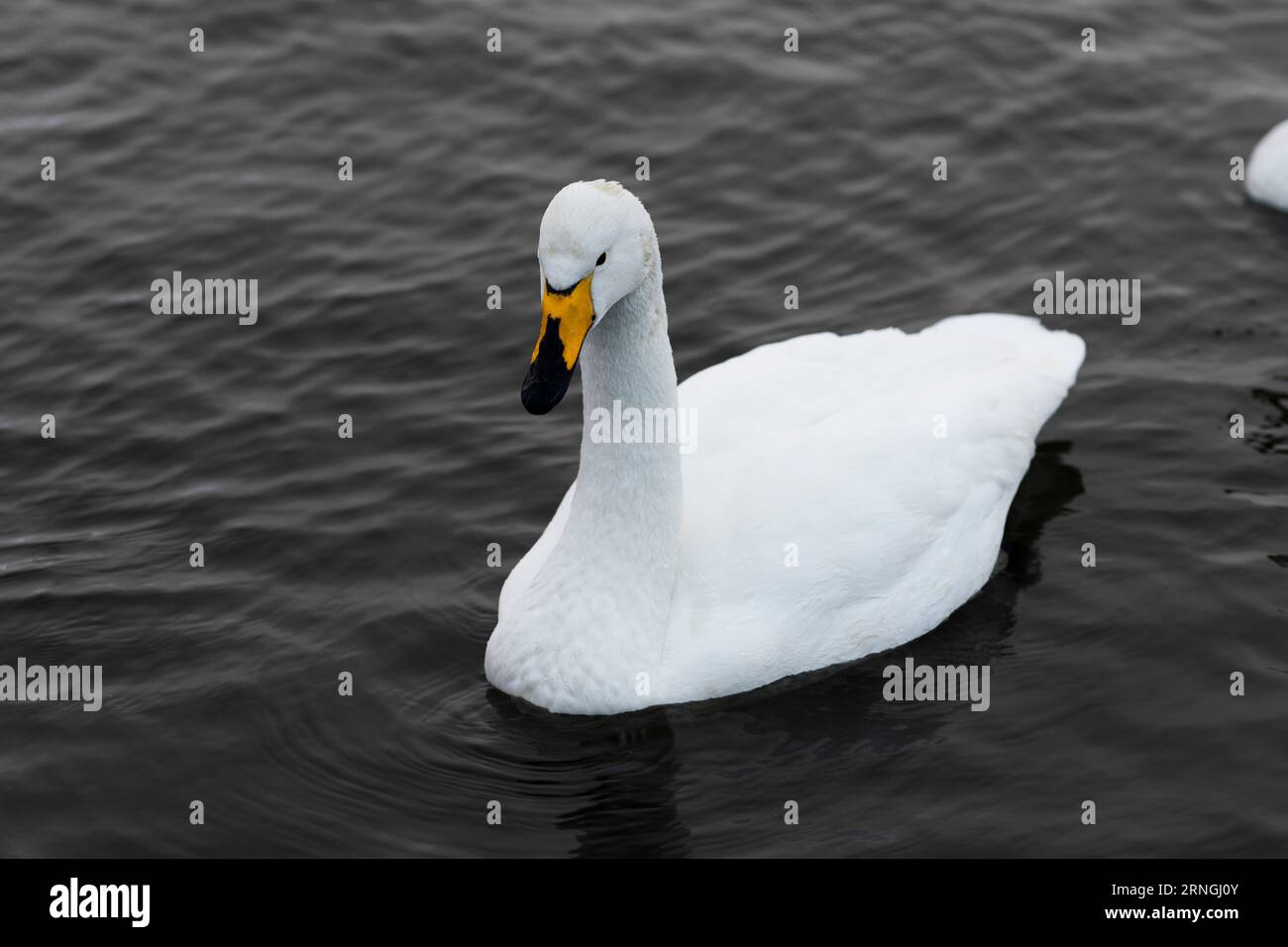 Cygnus cygnus Family Anatidae Genus Cygnus Whooper swan wild nature ...