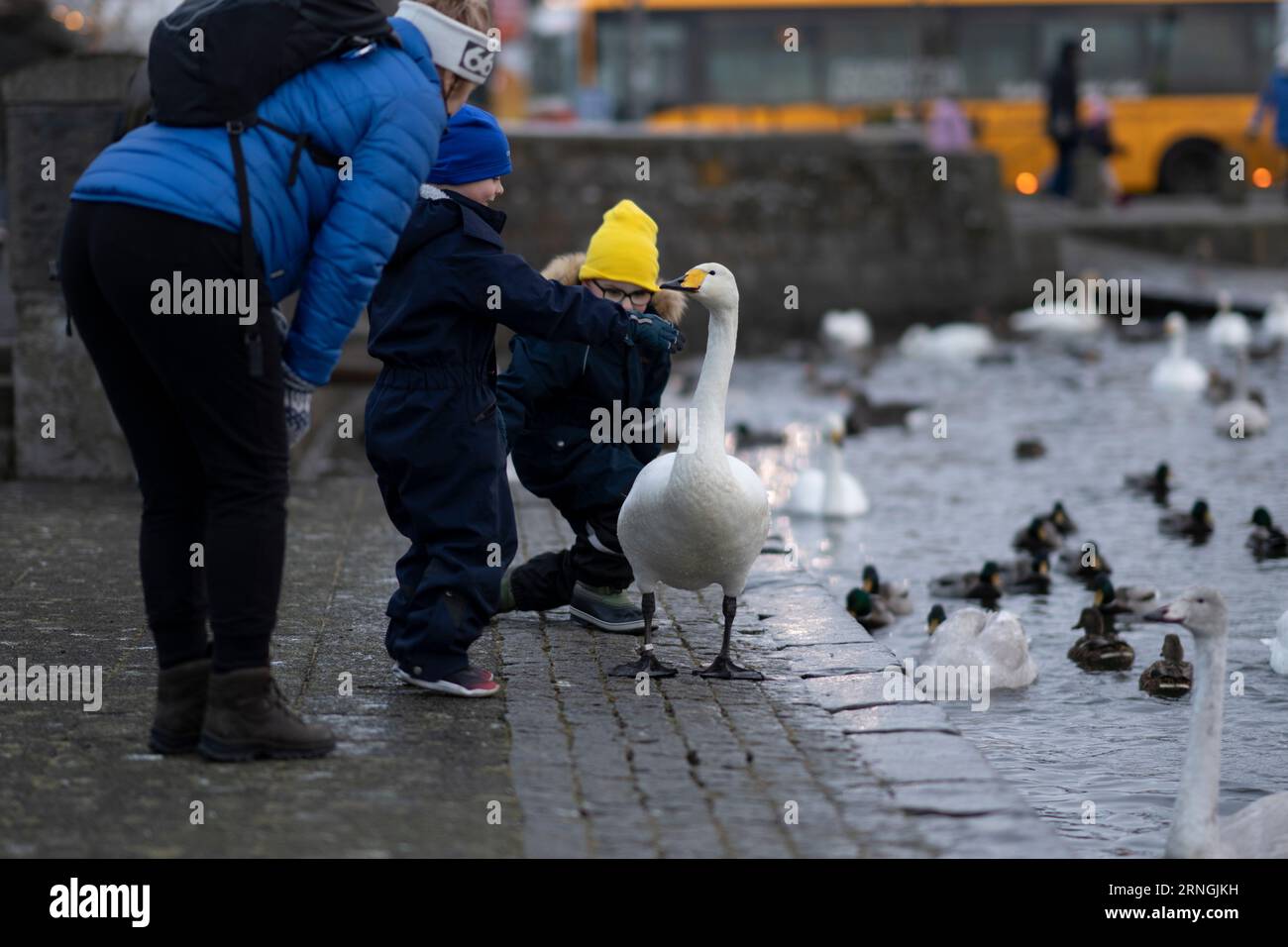 Small boy with white whooper swan in Reykjavik Stock Photo - Alamy