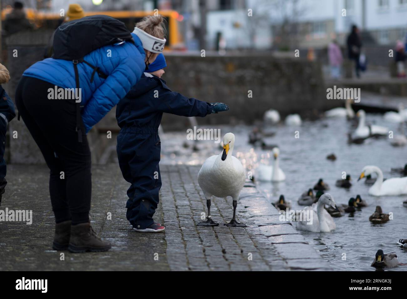 Small boy with white whooper swan in Reykjavik Stock Photo - Alamy
