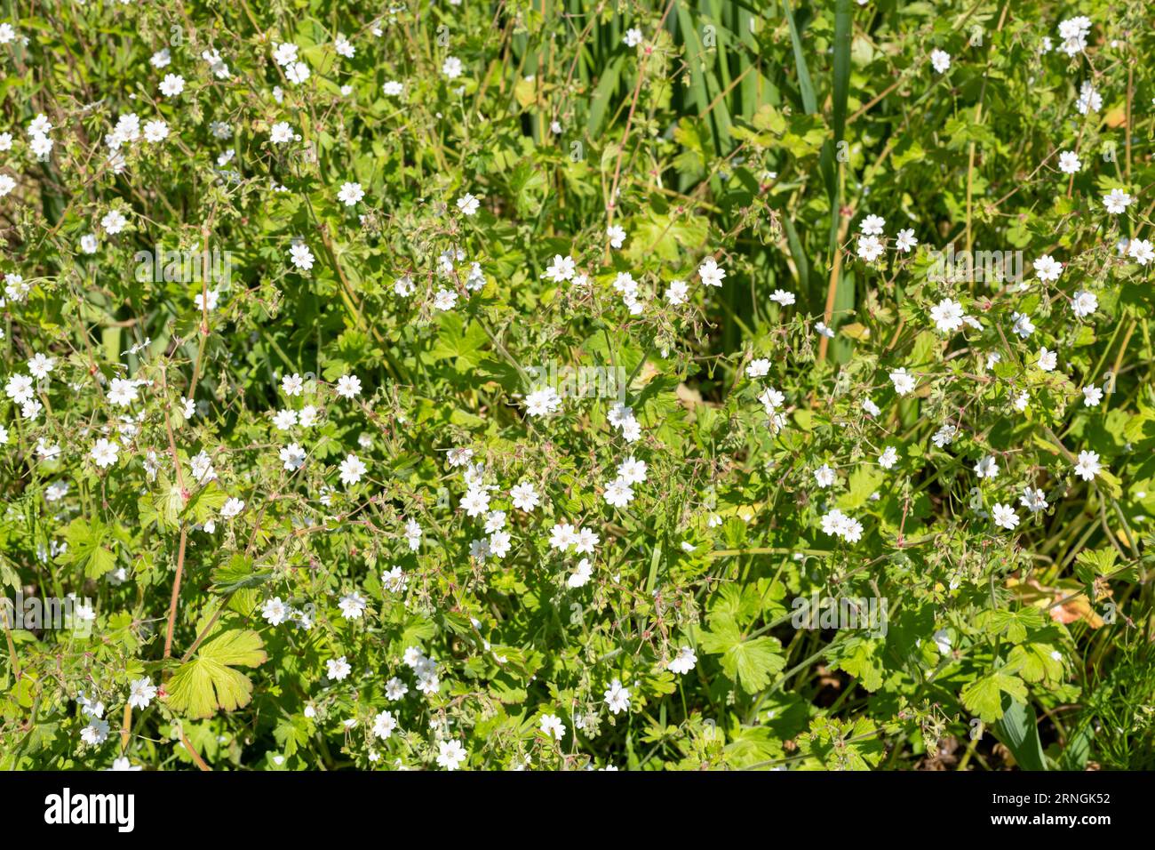 Close up of white hedgerow geraniums (geranium pyrenaicum) in bloom ...