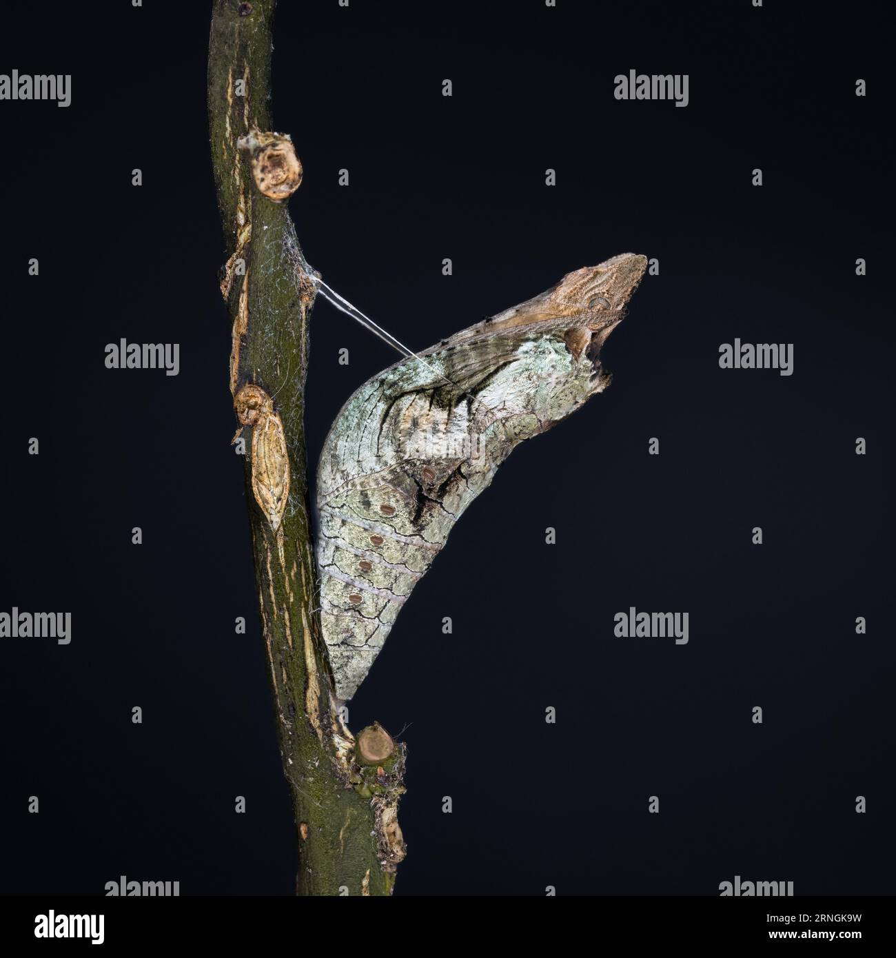 Giant Swallowtail Crysalis Stock Photo - Alamy