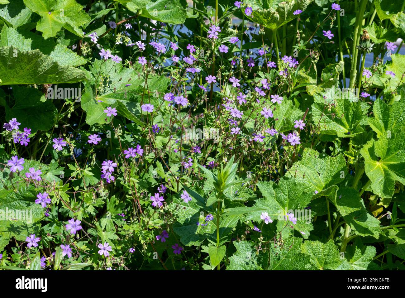 Close up of white hedgerow geraniums (geranium pyrenaicum) in bloom ...