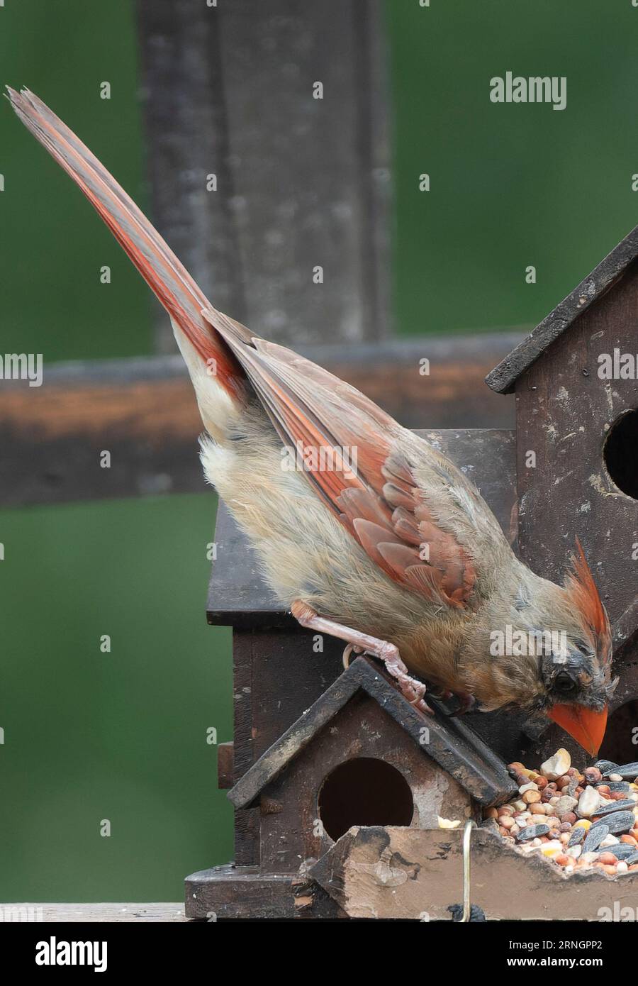 Molting northern cardinal hi-res stock photography and images - Alamy