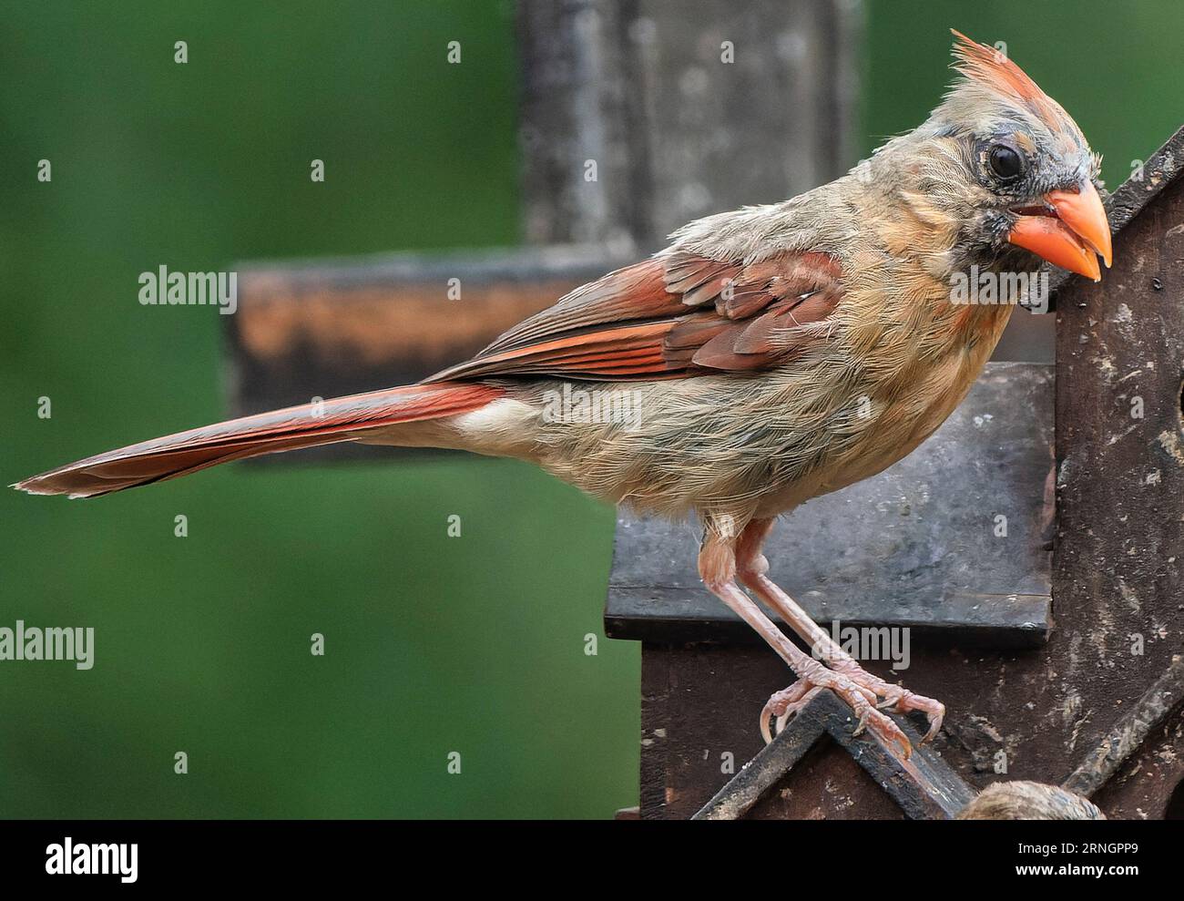 Molting northern cardinal hi-res stock photography and images - Alamy