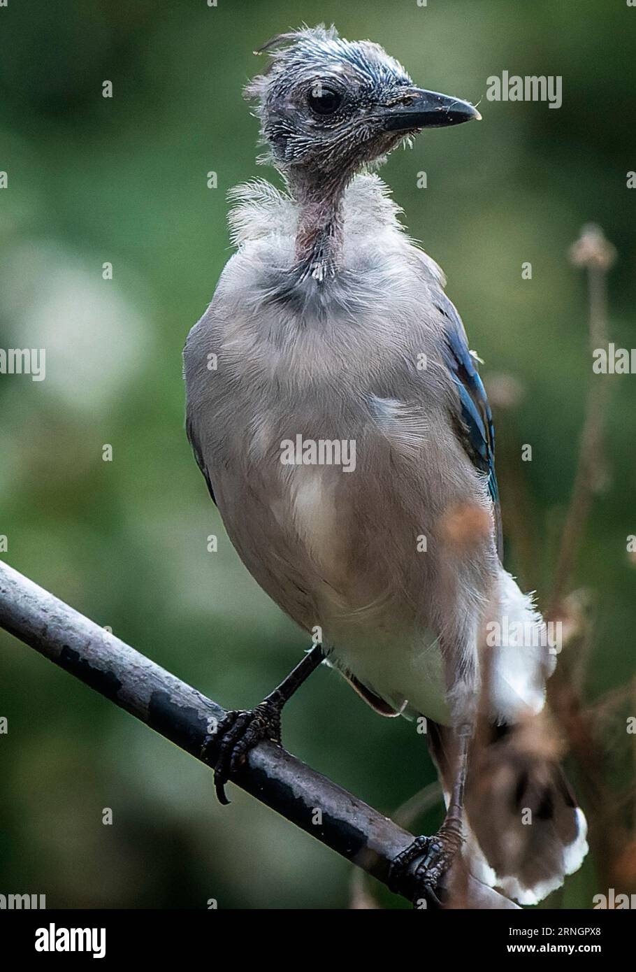 Molting srason hi-res stock photography and images - Alamy