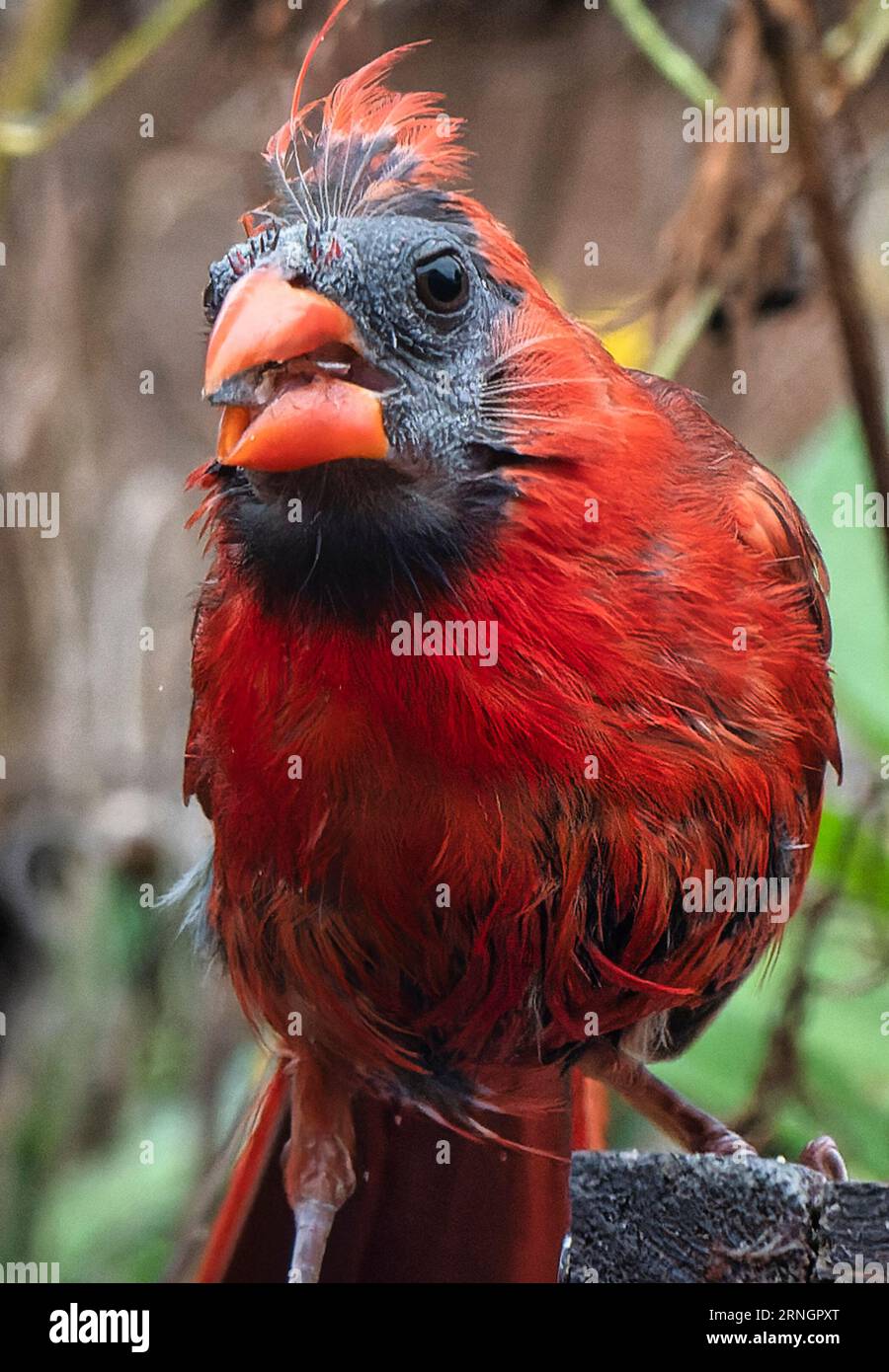 Molting Northern Cardinal on the backyard deck Stock Photo - Alamy