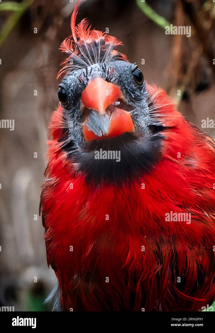 Molting Northern Cardinal on the backyard deck Stock Photo - Alamy