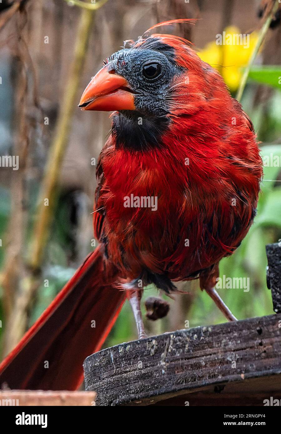 Molting Northern Cardinal on the backyard deck Stock Photo - Alamy