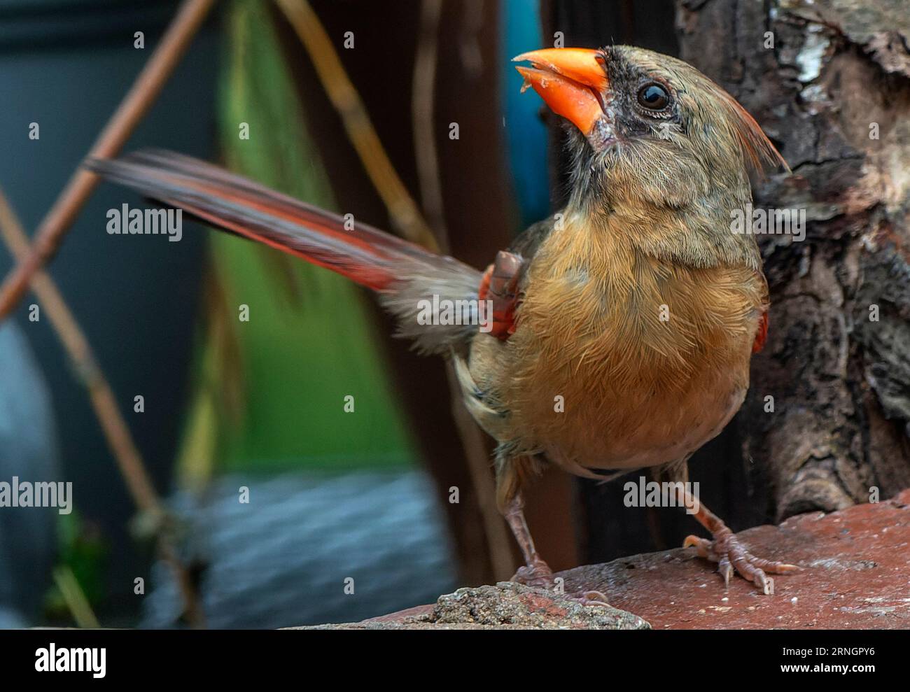 Molting northern cardinal hi-res stock photography and images - Alamy