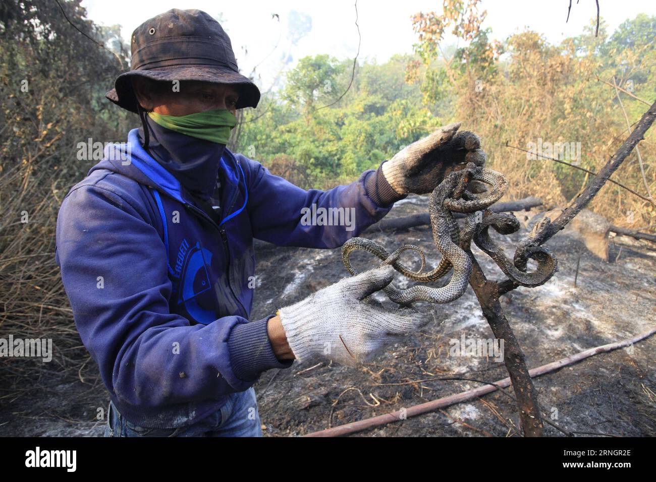 Indonesia forest ranger hi-res stock photography and images - Alamy