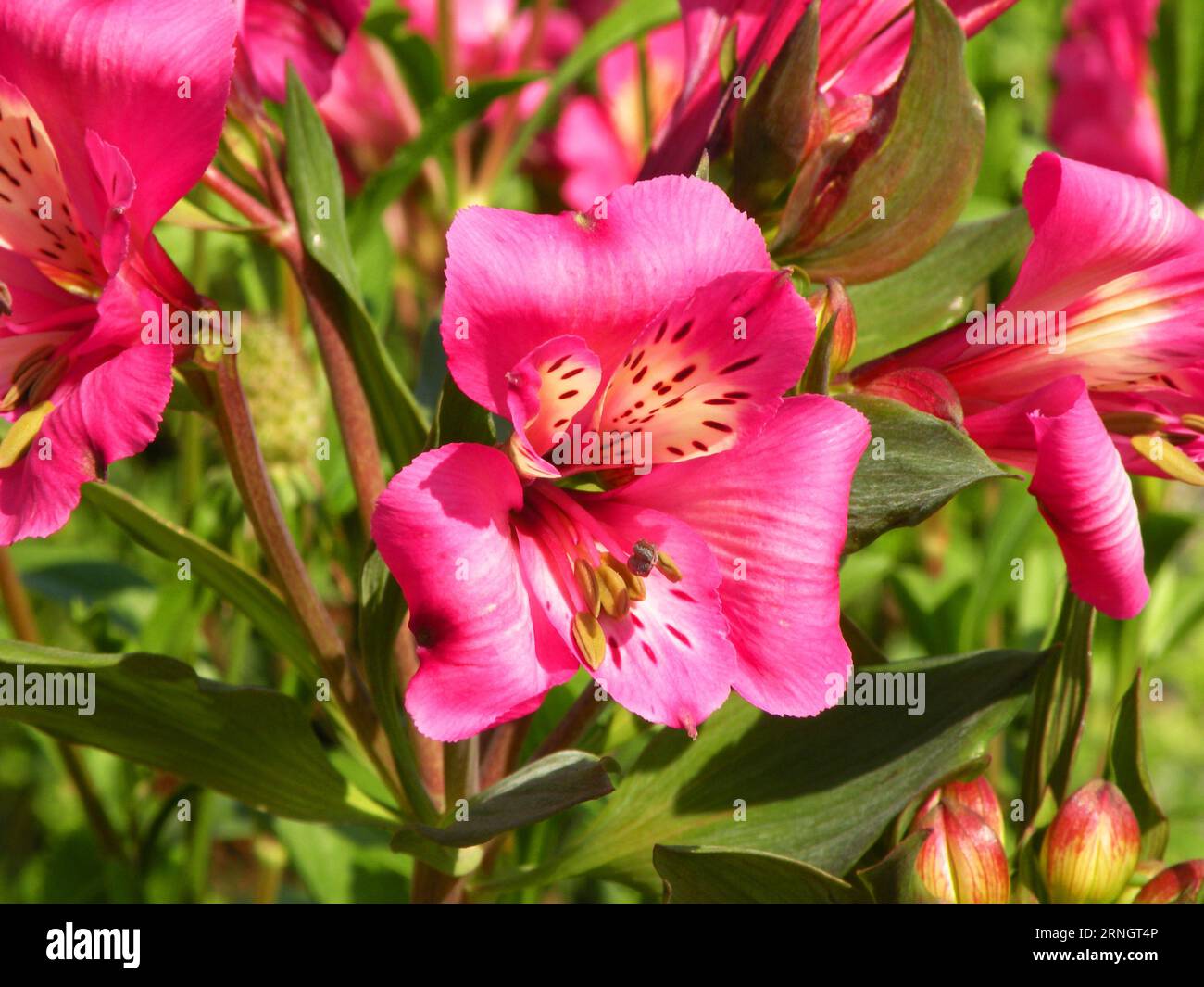 Princess lily hi-res stock photography and images - Alamy