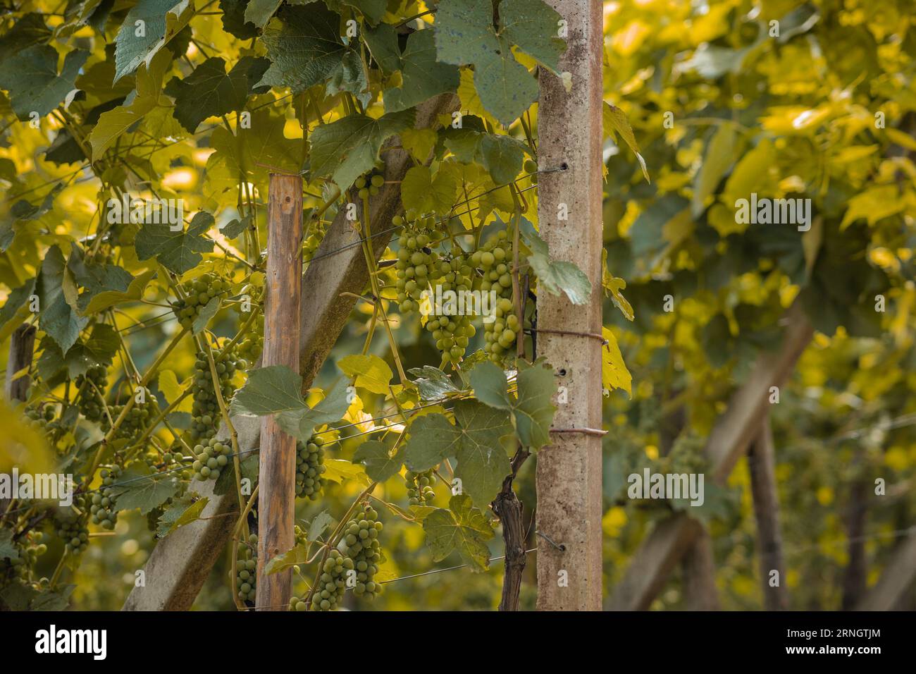 Detail of ripe grapes in dolenjska region of Slovenia, with visible ...