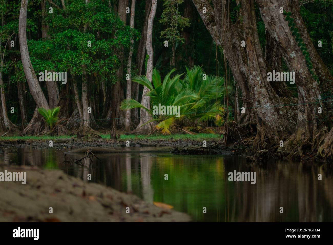 Jungle setting hi-res stock photography and images - Alamy
