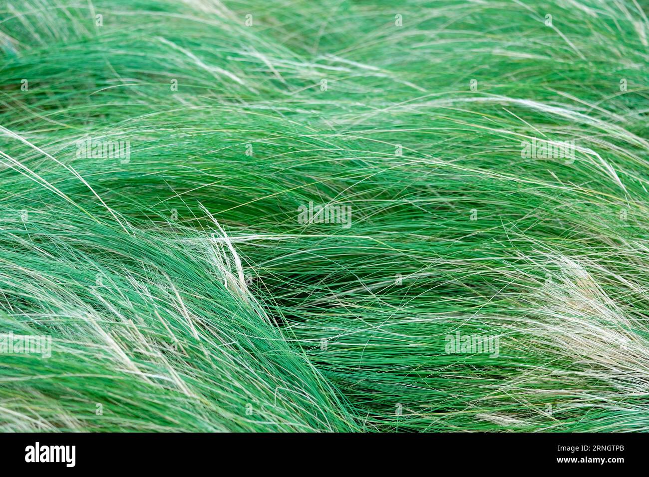 Vector banner design green color hi-res stock photography and images ...