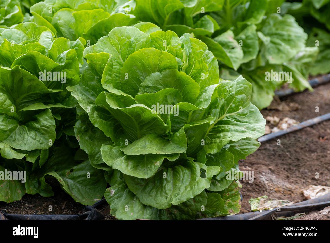 Farm field with rows of young fresh green romaine lettuce plants ...