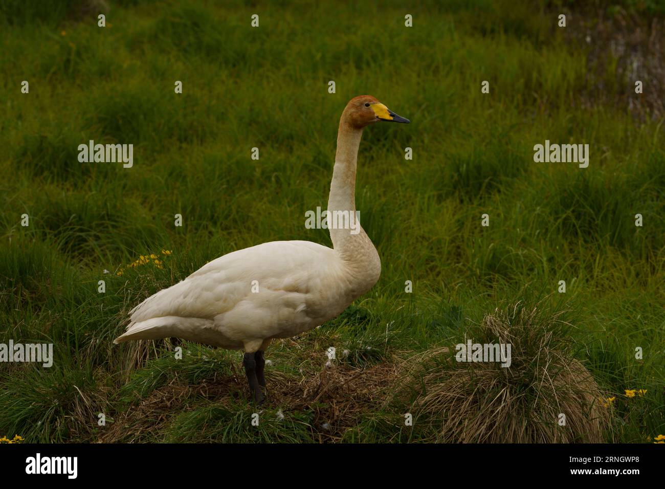 Cygnus cygnus Family Anatidae Genus Cygnus Young Whooper swan wild ...