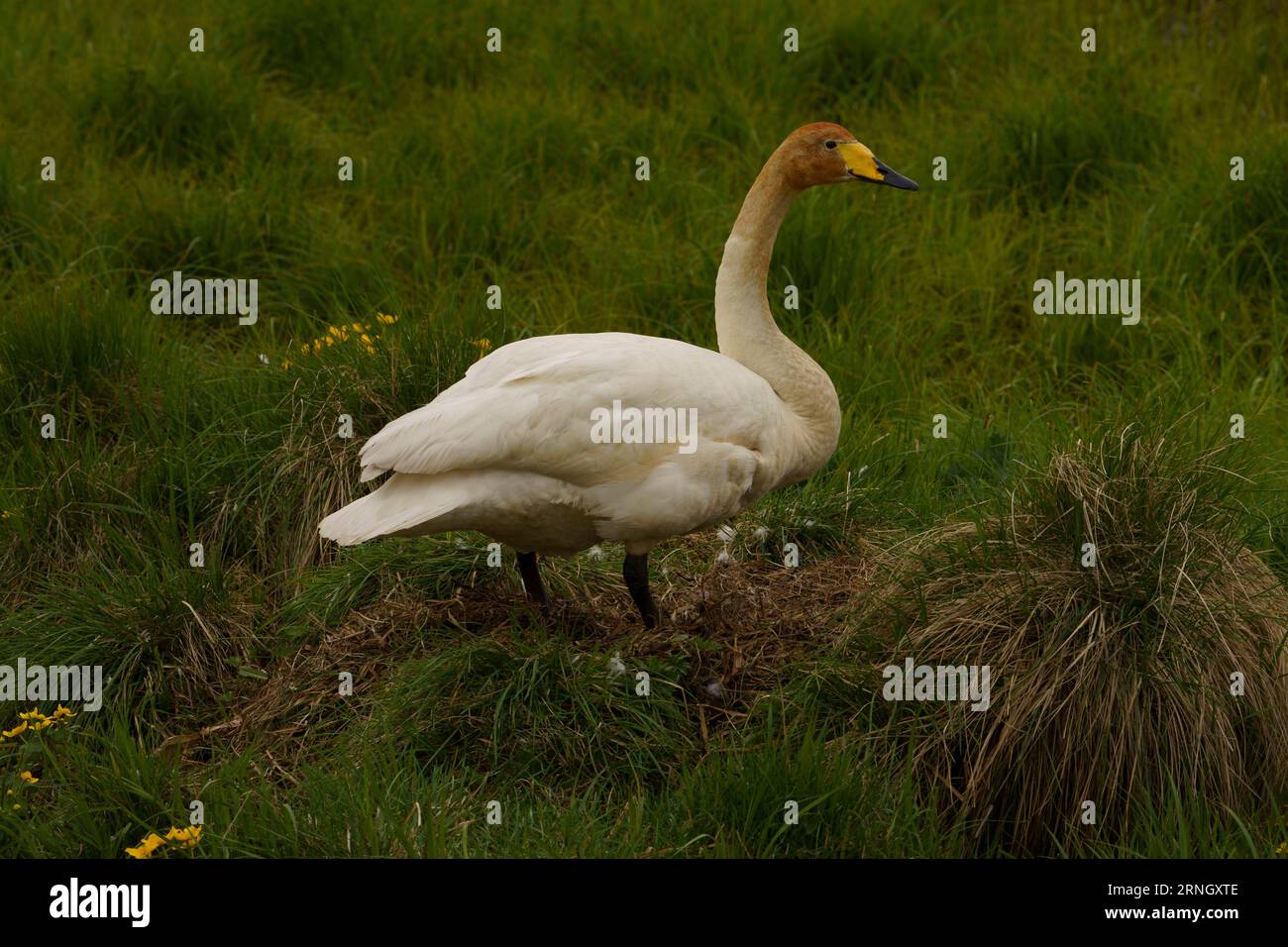 Cygnus cygnus Family Anatidae Genus Cygnus Young Whooper swan wild ...