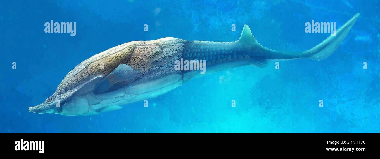 Armored fish hi-res stock photography and images - Alamy