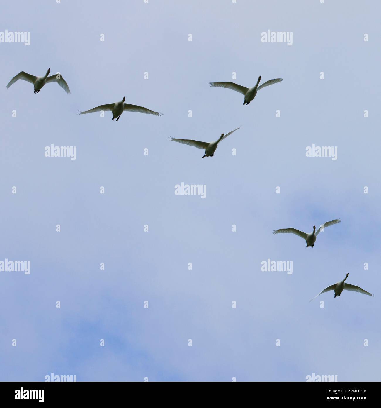 Cygnus cygnus Family Anatidae Genus Cygnus Young Flying Whooper swans ...