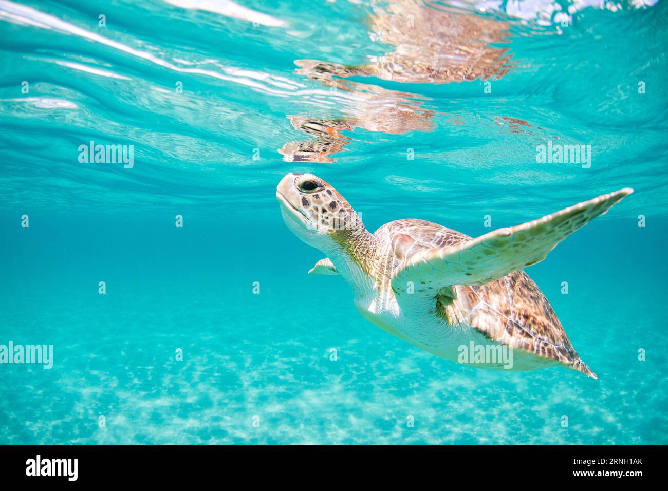 Green sea turtle coming up for a breath of air at the surface in the ...