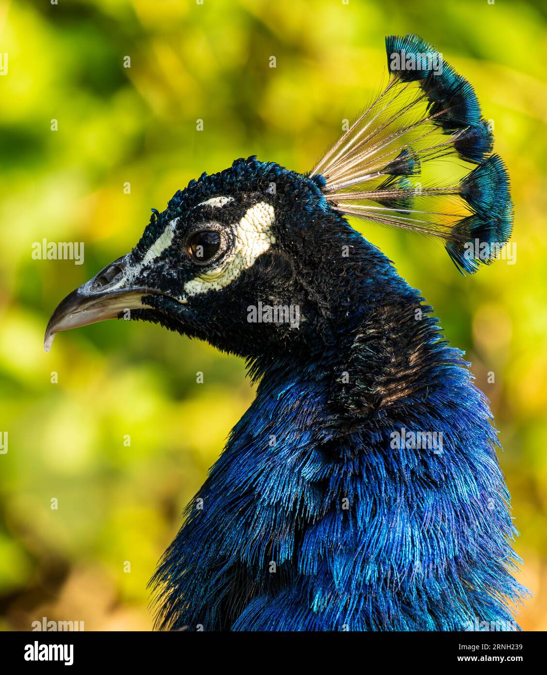 A peacock (or Indian Peafowl, Pavo cristatus) in Beacon Hill Park in ...