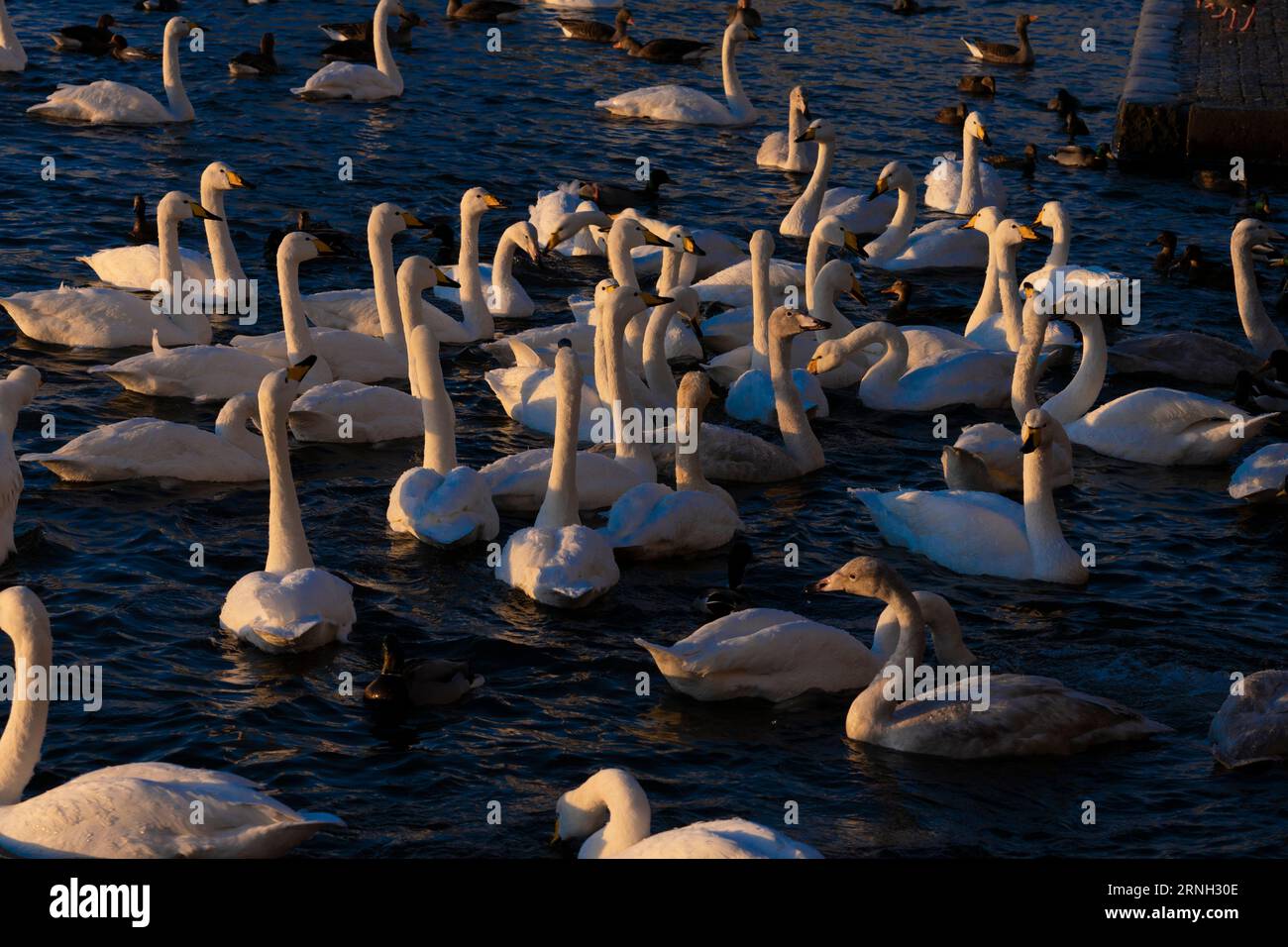 Cygnus cygnus Family Anatidae Genus Cygnus Whooper swans wild nature ...