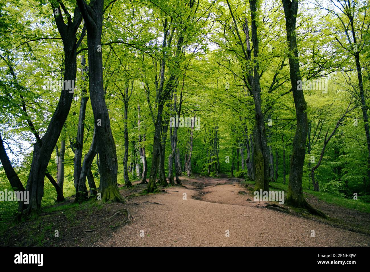 path through the forest, green and quiet forest, green landscape Stock ...