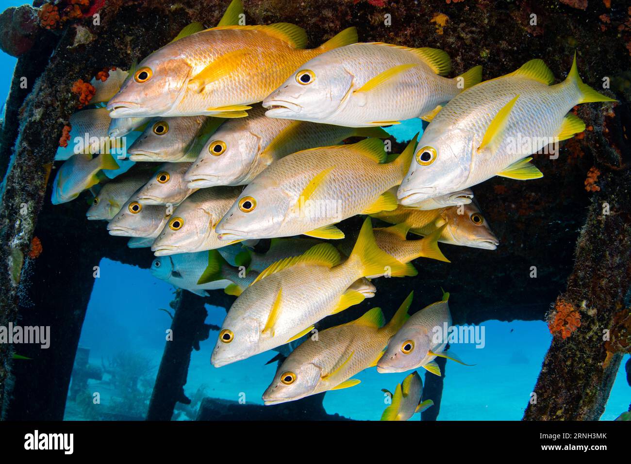 Schoolmaster snapper lutjanus apodus hi-res stock photography and ...