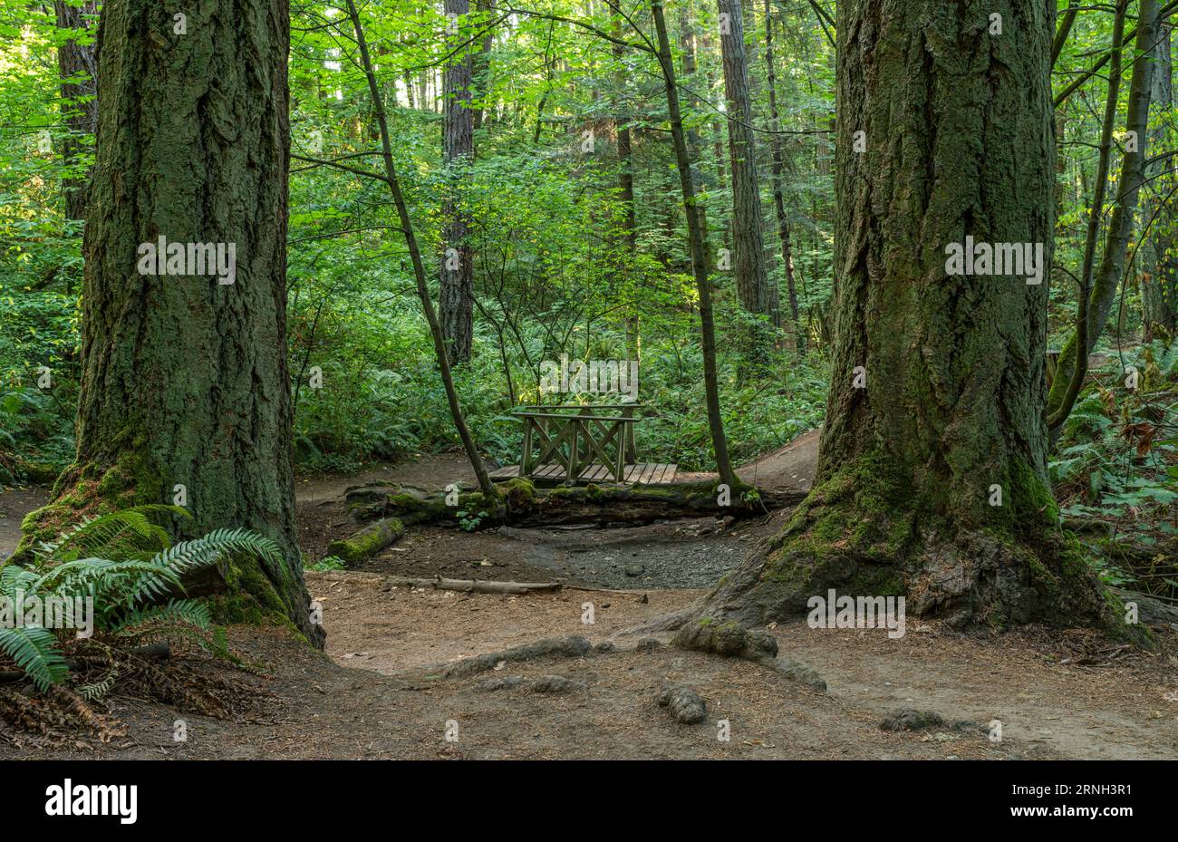 A path and footbridge in a forest in Mystic Vale at the University of ...