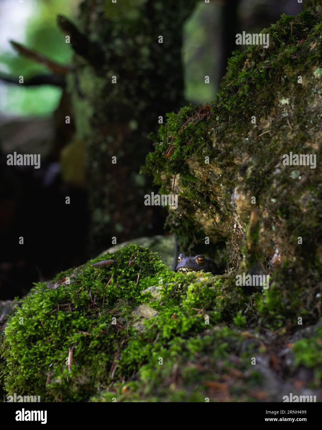 Green tree frog grass hi-res stock photography and images - Alamy