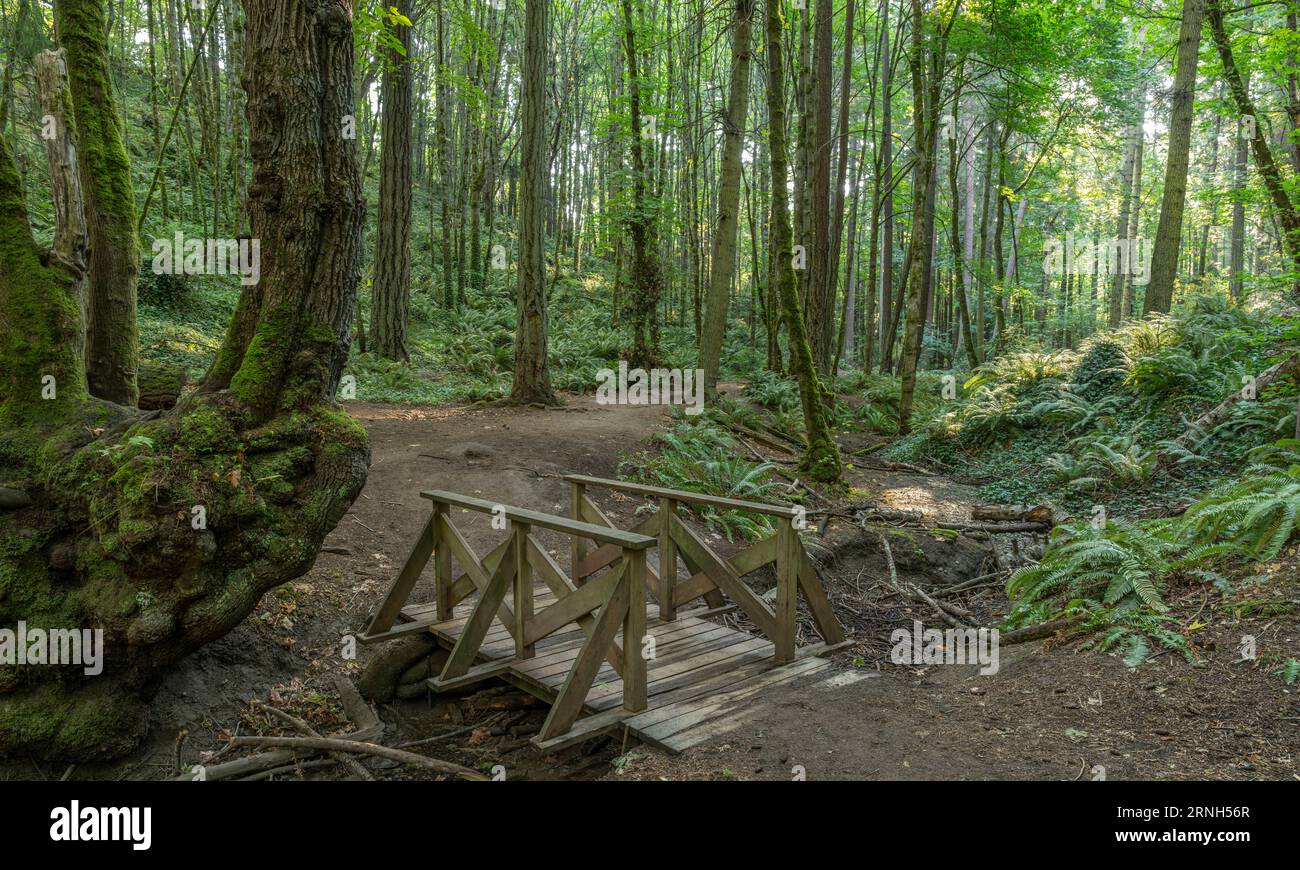 A path and footbridge in a forest in Mystic Vale at the University of ...