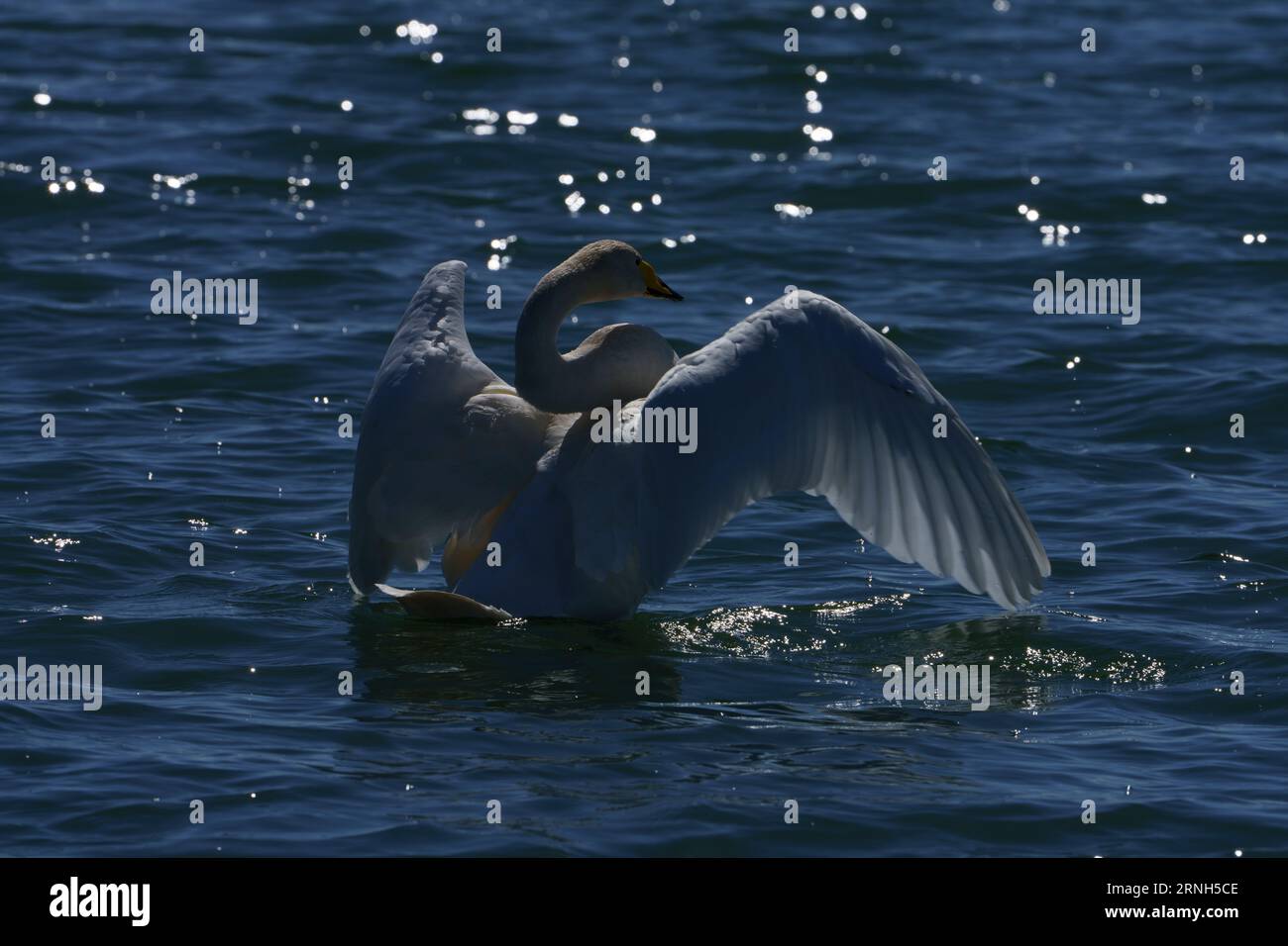 Cygnus cygnus Family Anatidae Genus Cygnus Young Whooper swan wild ...