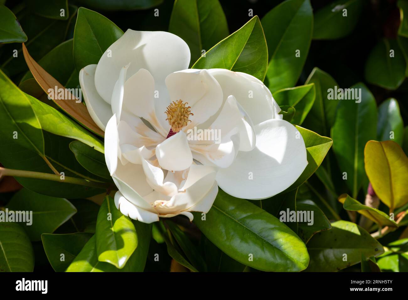 Close up of a southern magnolia (magnolia grandiflora) flower in bloom ...