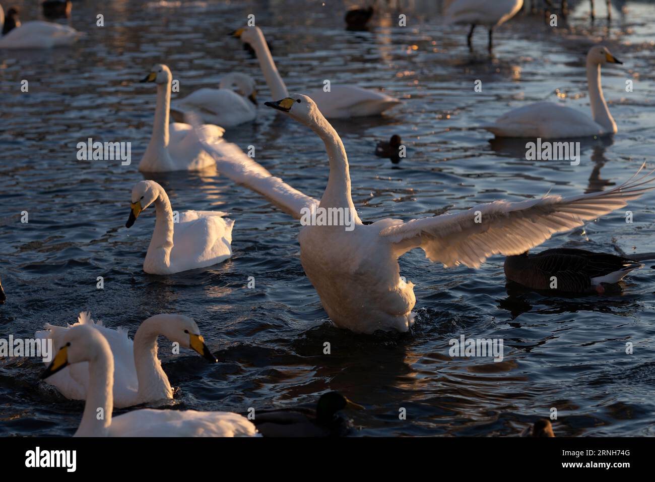 Cygnus cygnus Family Anatidae Genus Cygnus Young Whooper swan wild ...