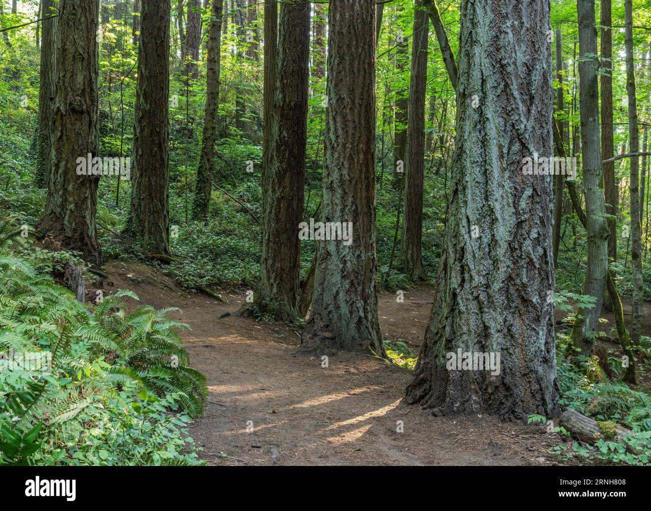 A path through a forest in Mystic Vale at the University of Victoria in ...